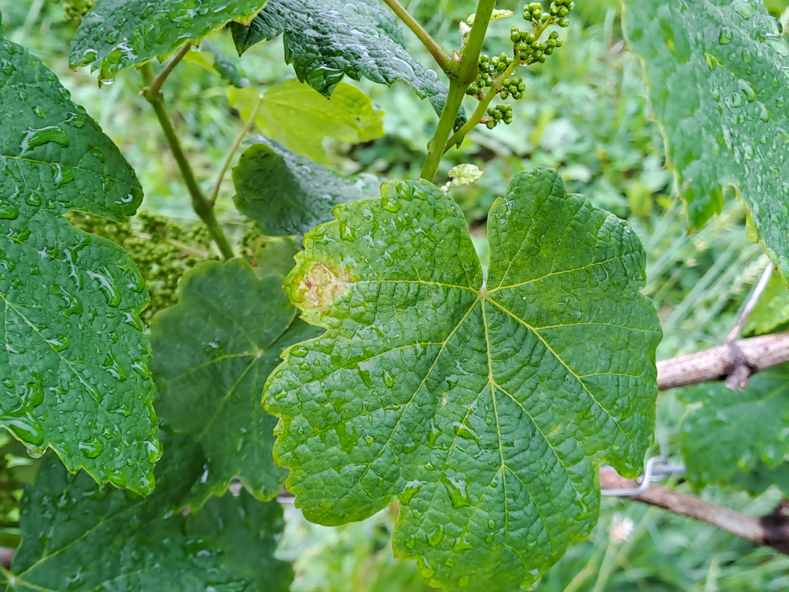 Uvas resistentes al mildiu y al oídio para impulsar una viticultura ...